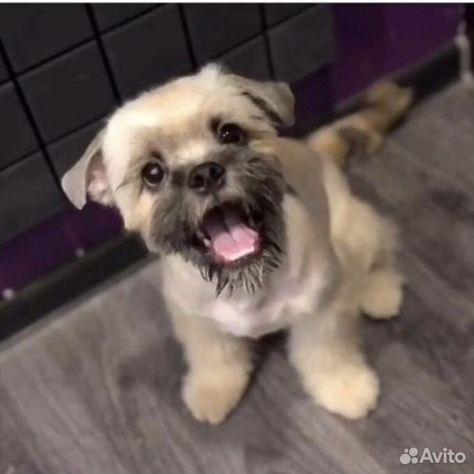 Вязка, ищем любую подругу