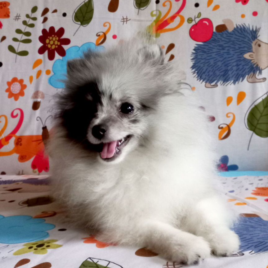 Щенки шпица