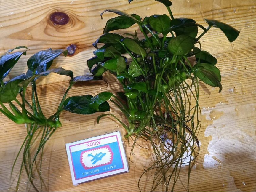 Растения + Грунт