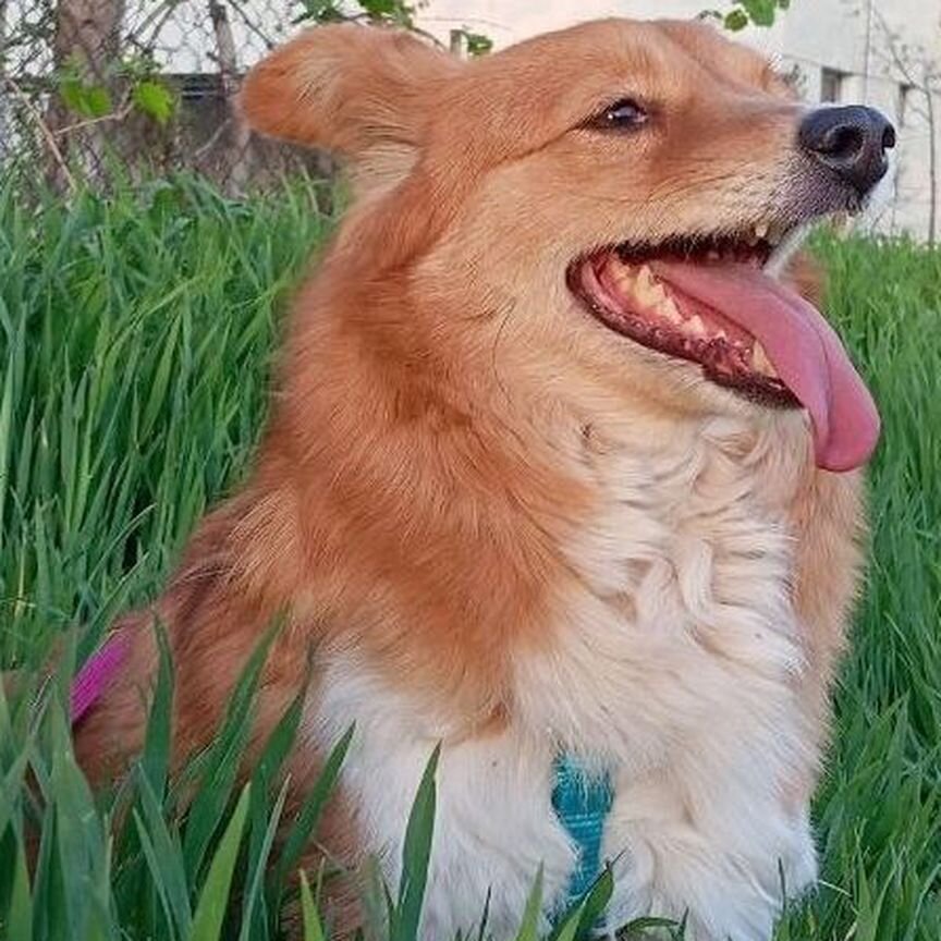 Взрослая собака в добрые руки