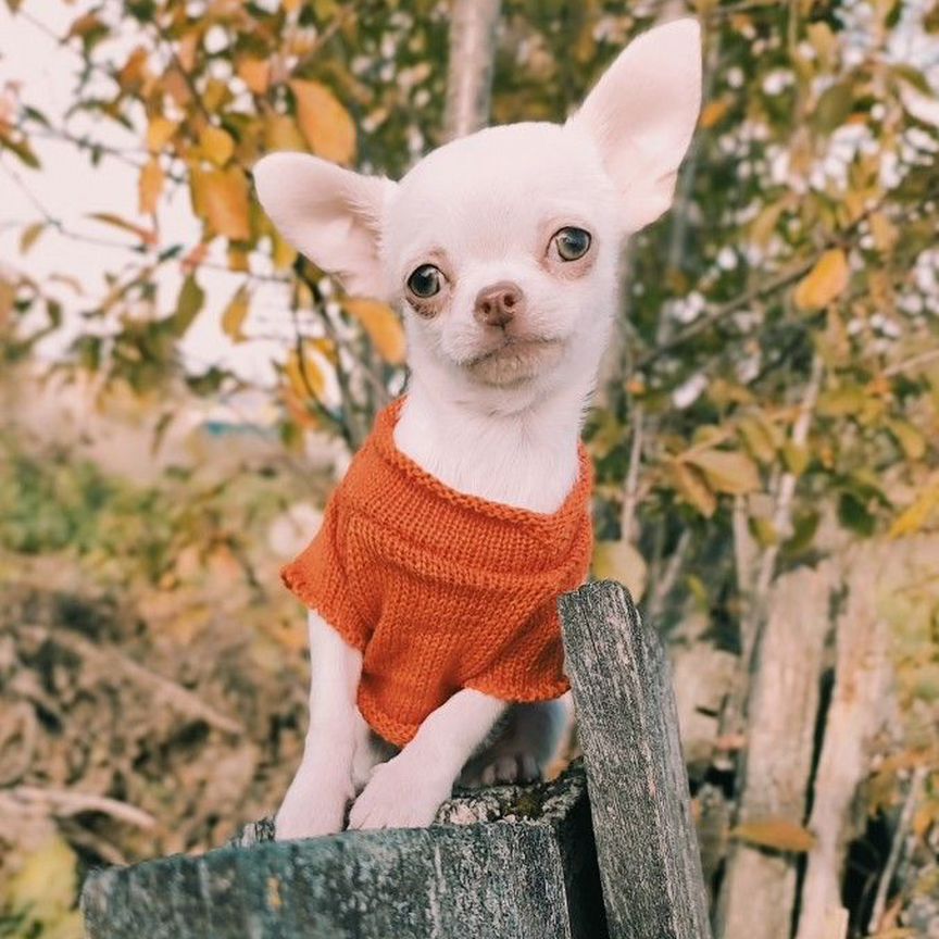 Чихуахуа Блондинчик чих