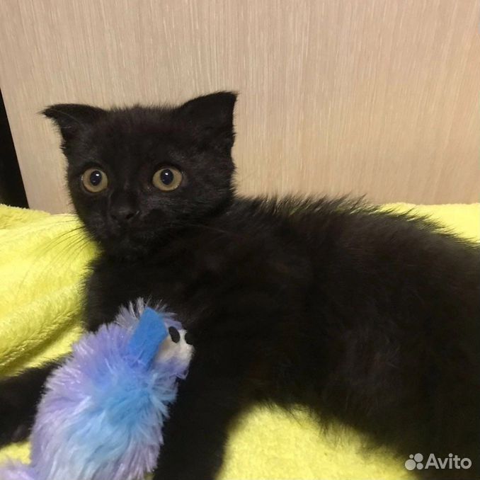 Вислоухий котенок мальчик 1,5 мес