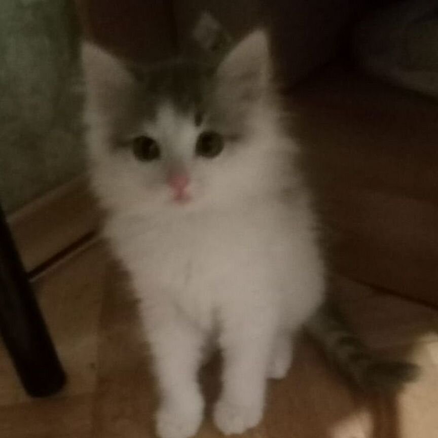 Невский маскарадный котёнок