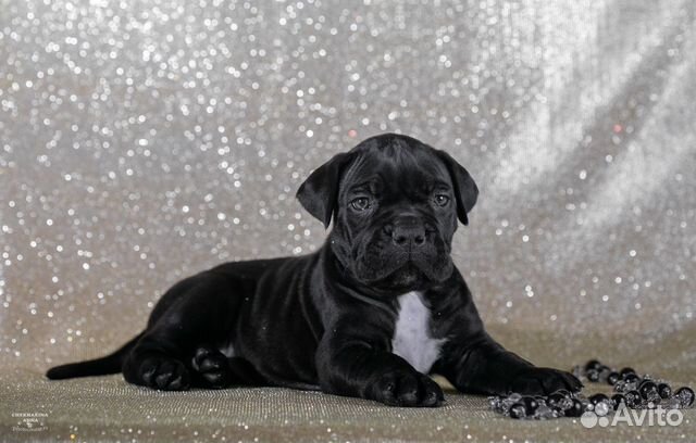Кане корсо девочка 2 месяца black