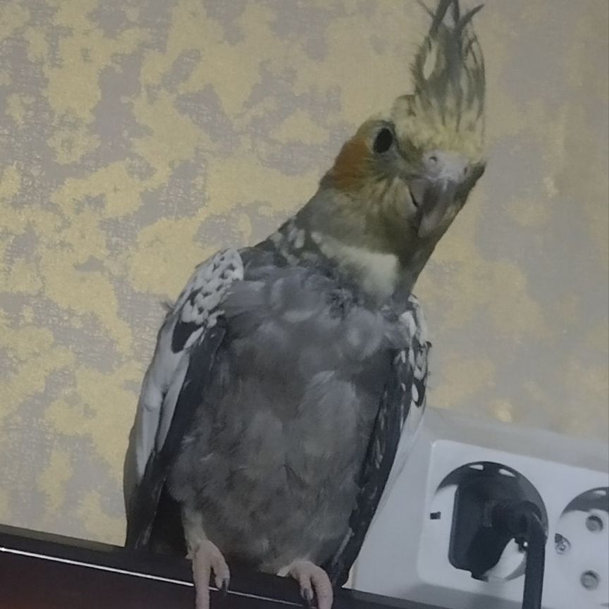 Попугай корелла