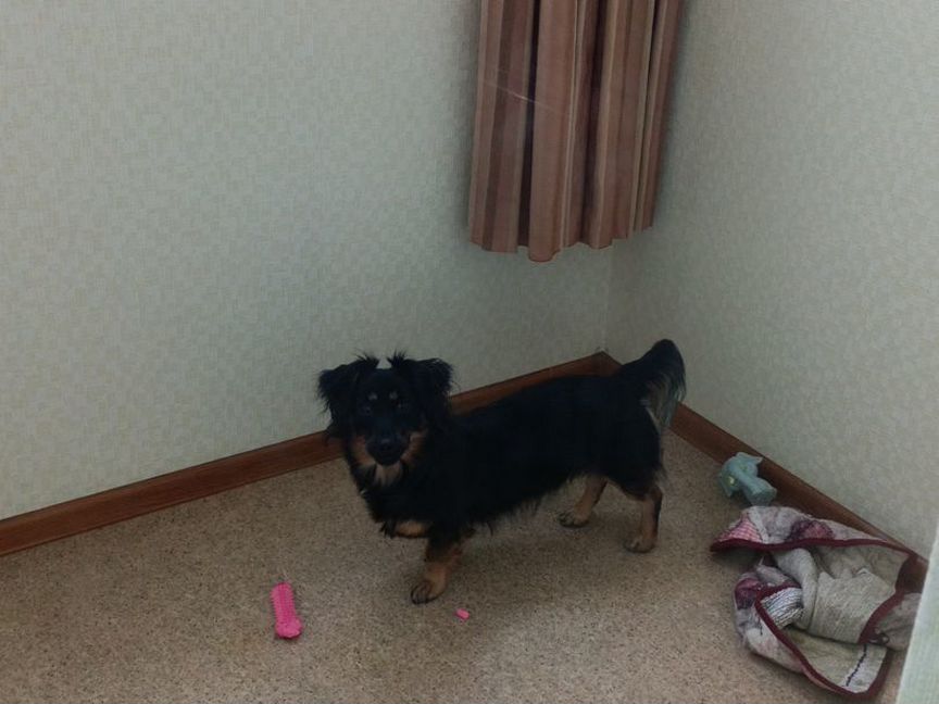 Отдам в добрые руки метис таксы