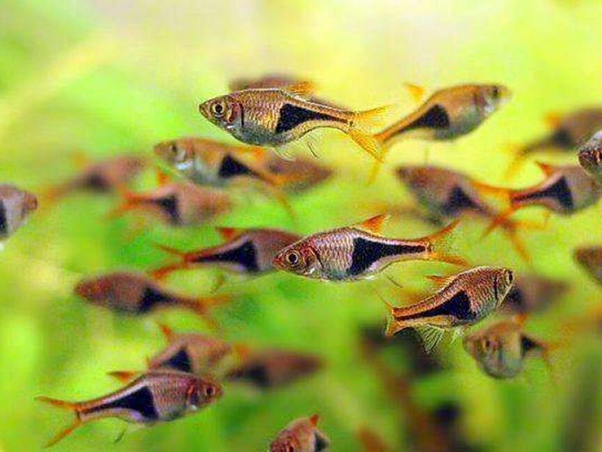 Расбора клинопятнистая