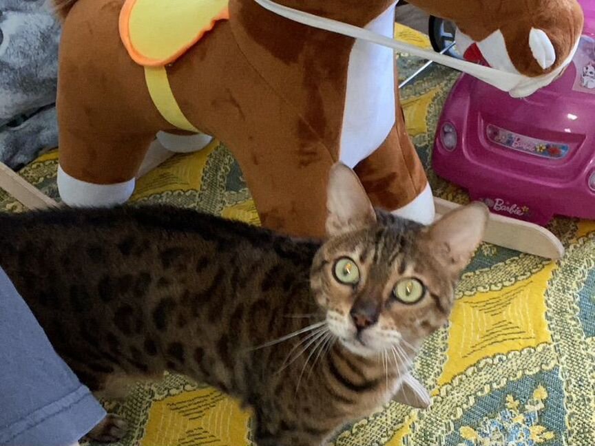 Бенальская кошка