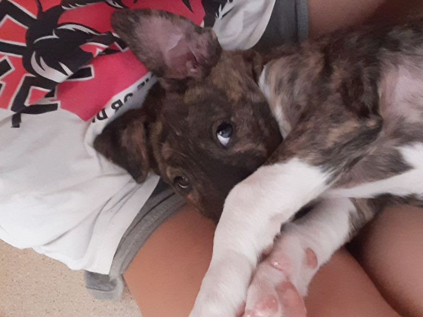 Собака в добрые руки