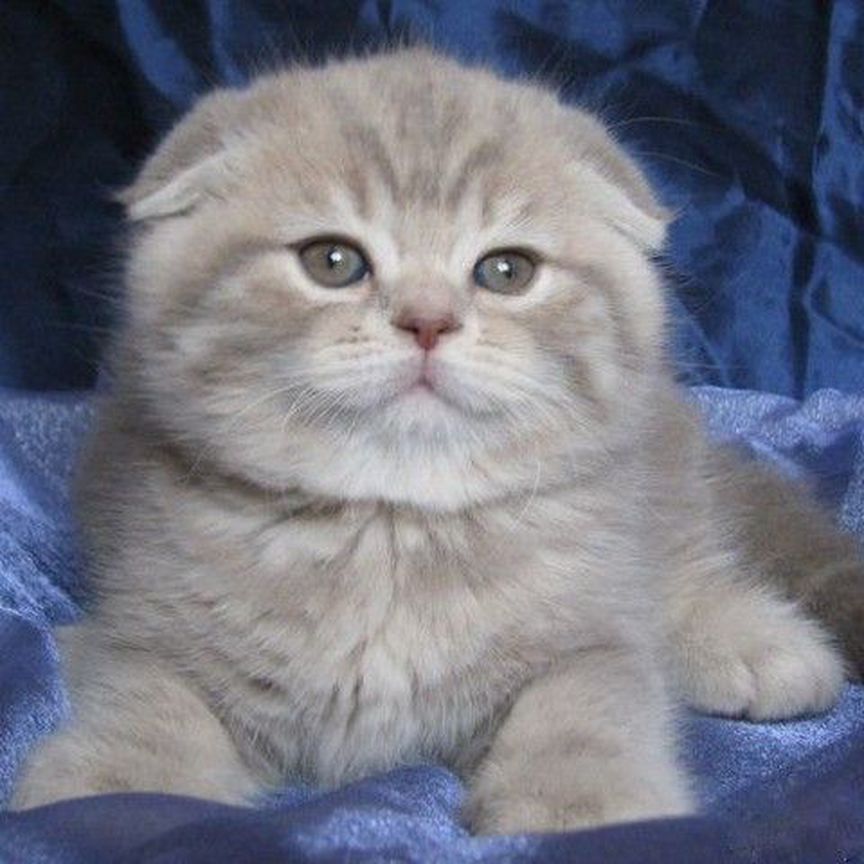 Шотландские котята