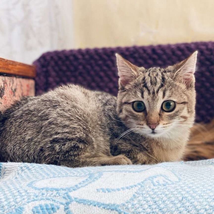 Котёнок Июлька смешная тарахтелка
