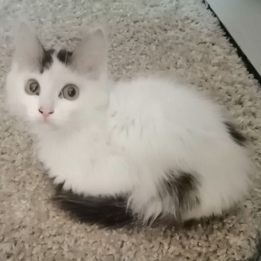 Котенок умненький 4 месяца