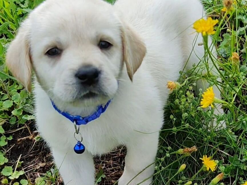 Щенки лабрадора