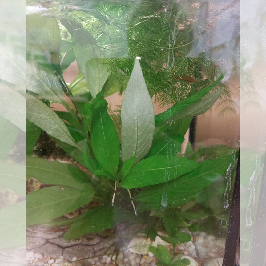 Растение для аквариума