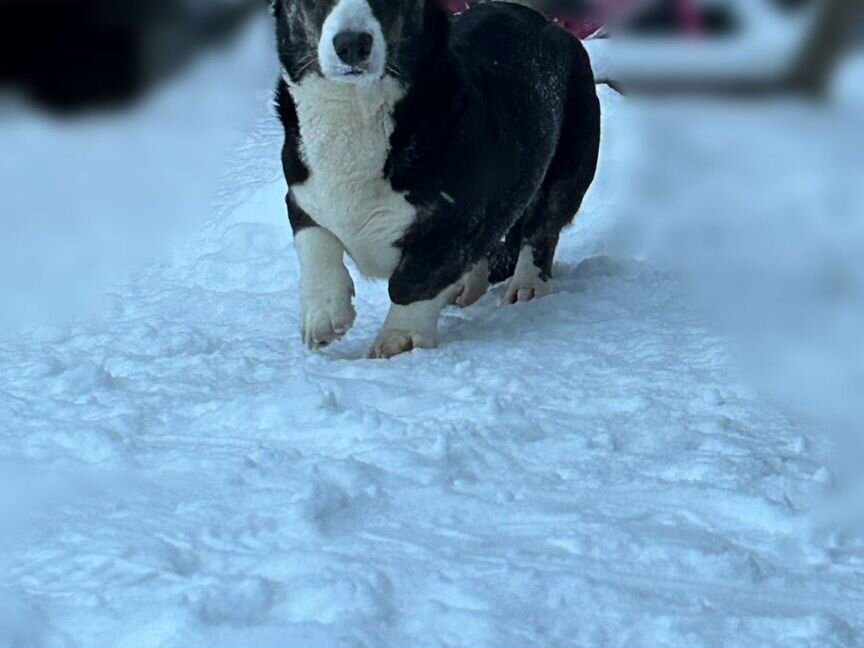 Вельш-корги кардиган вязка