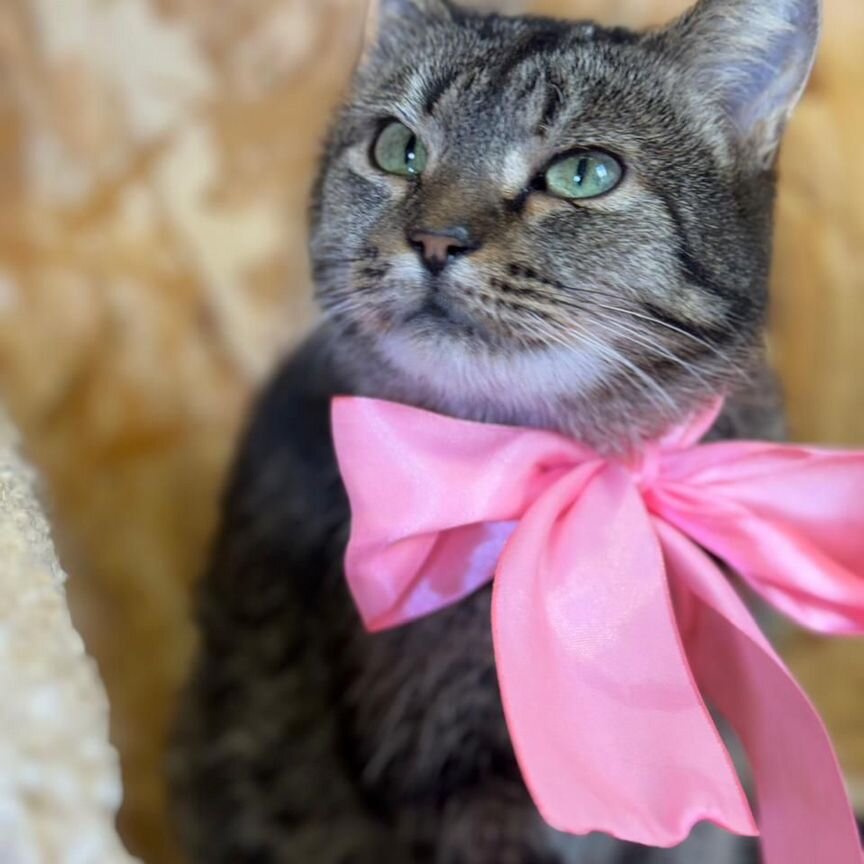 Сия, кошка из приюта как собачка