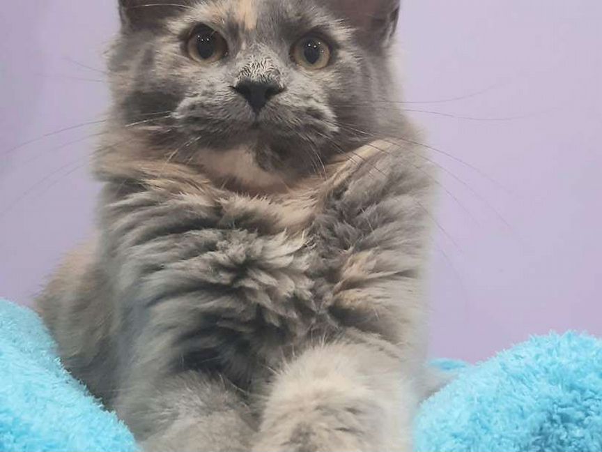 Камелия котята мейн кун