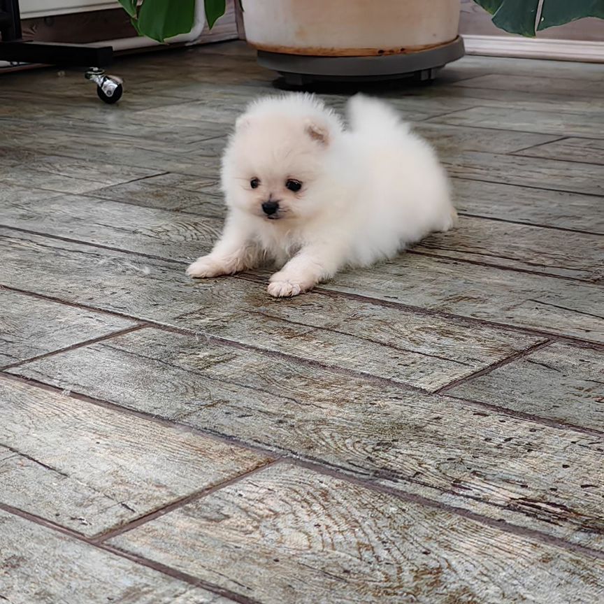 Померанский шпиц мини белый