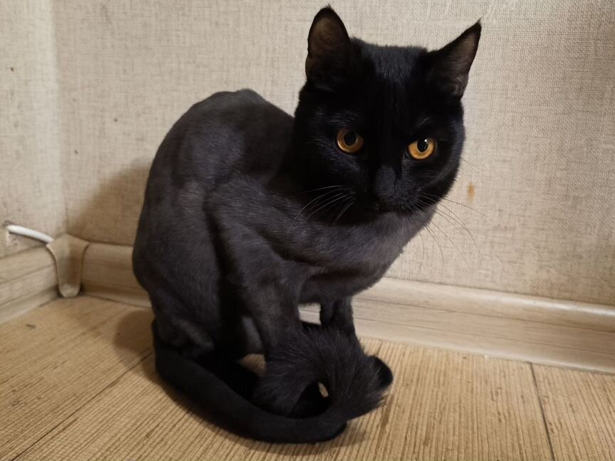 Кошка шотландская породы