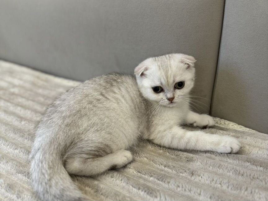 Шотландские вислоухие котята