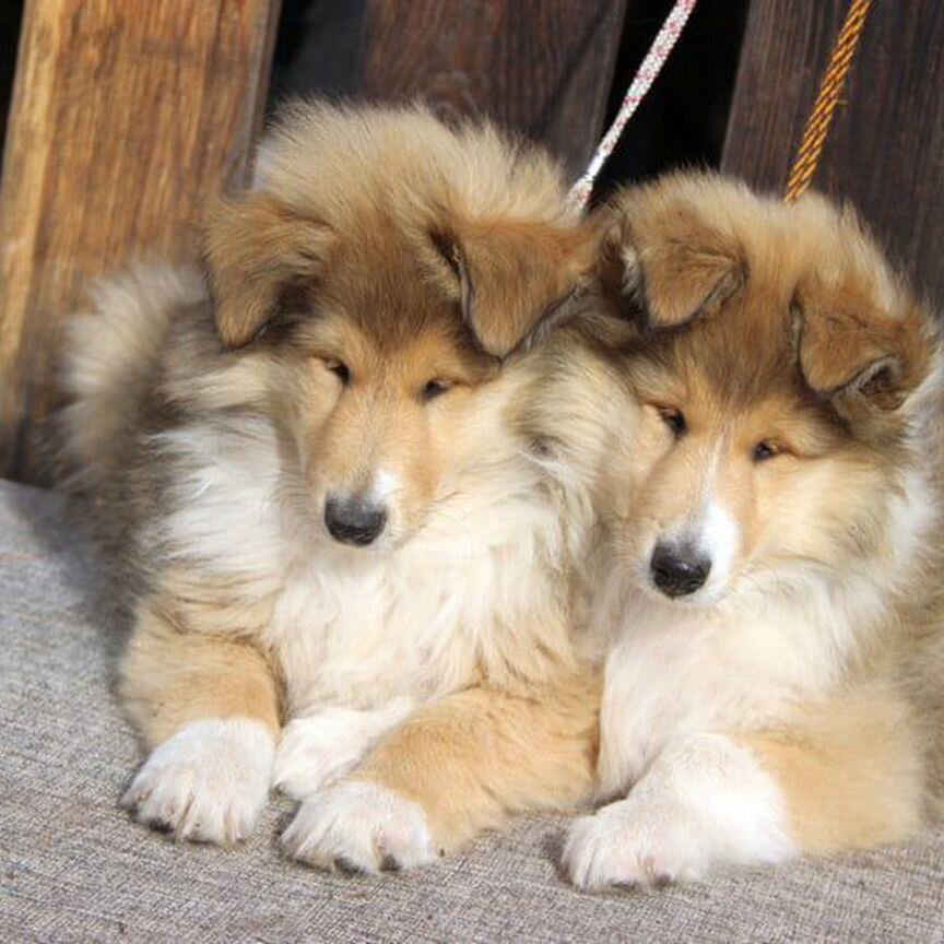 Рыжики колли