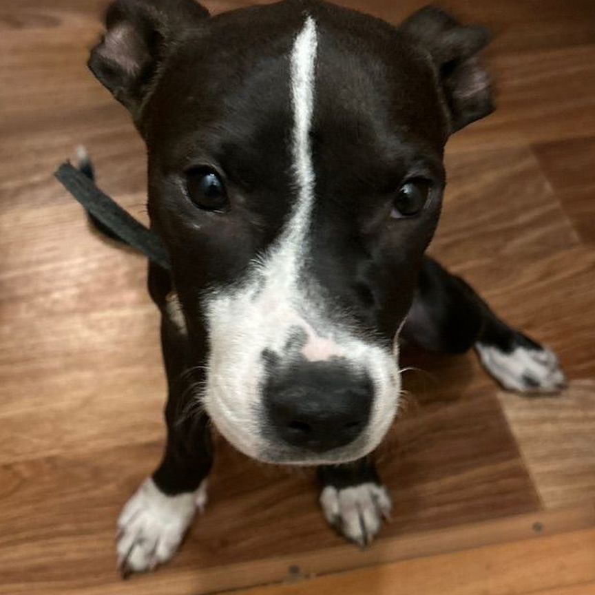 Щенки стаффорда в добрые руки