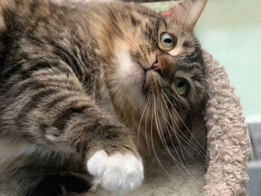 Пушу никто не замечает