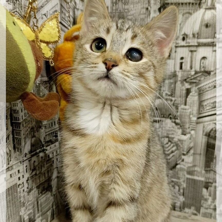 Котёнок в добрые руки