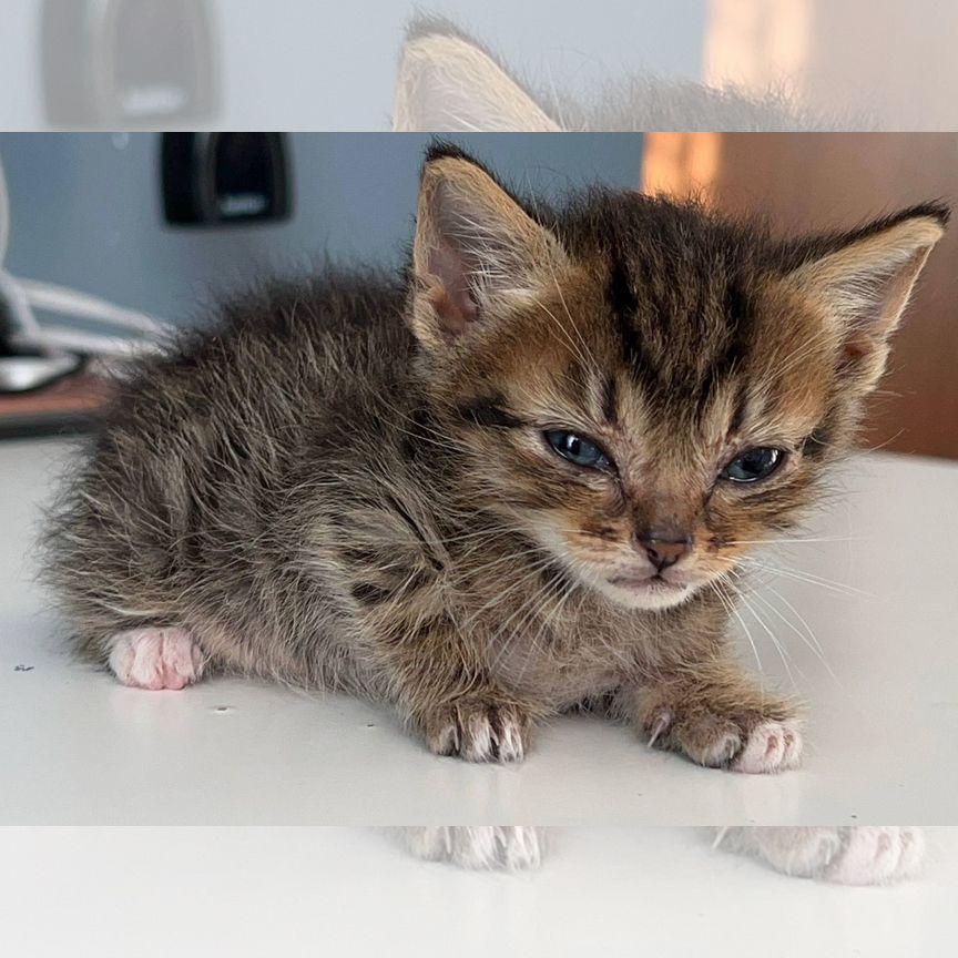 Котёнок в добрые руки