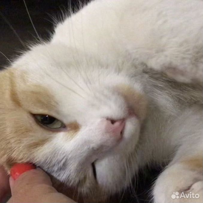 Кошечка Симба в добрые ручки