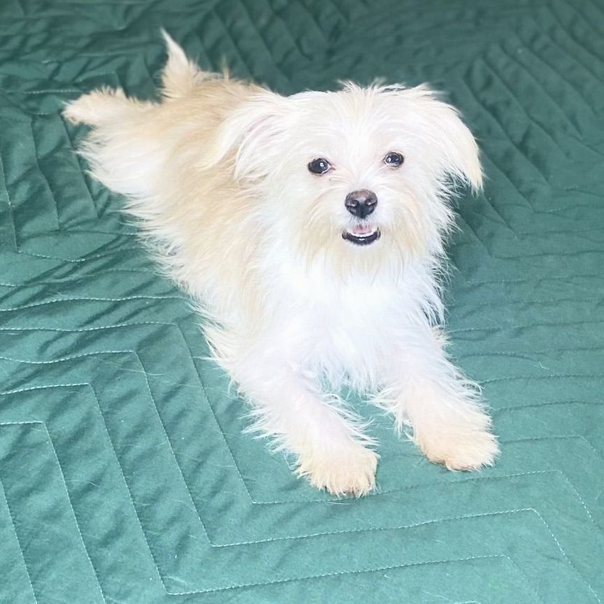 Замечательная девочка болоночка