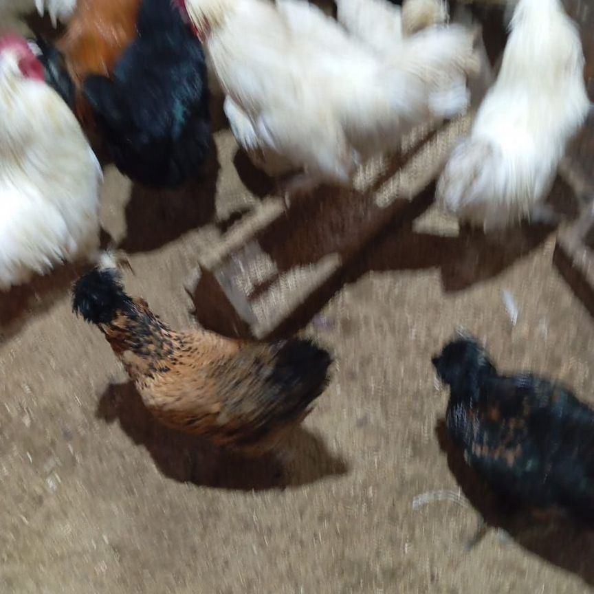 Мини курочки