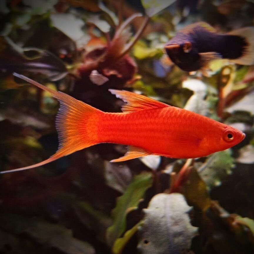 Меченосец красная вилка 4-5см рыбки