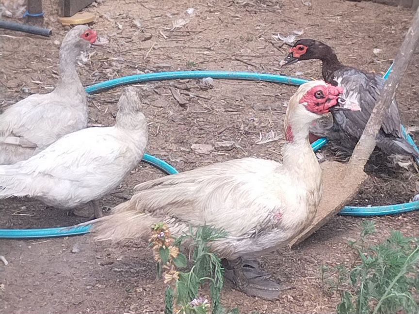 Продаются индоутята