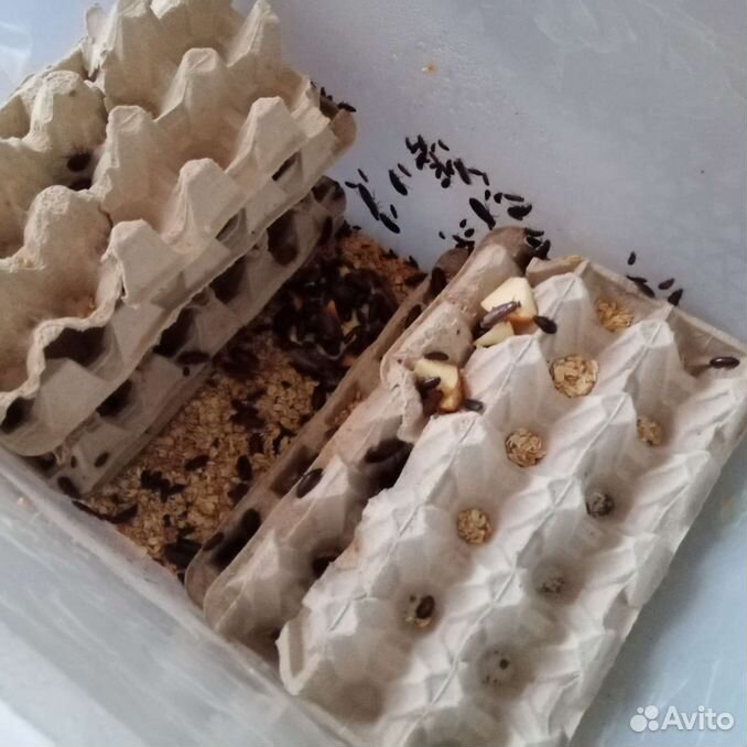 Колония мраморных тараканов