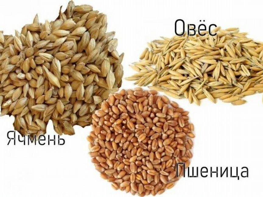 Зерно пшеница, ячмень, овёс. От 6 р