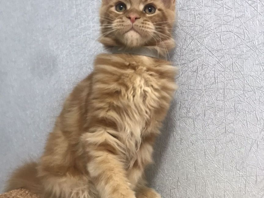 Шикарный Кот в брид (в разведение)