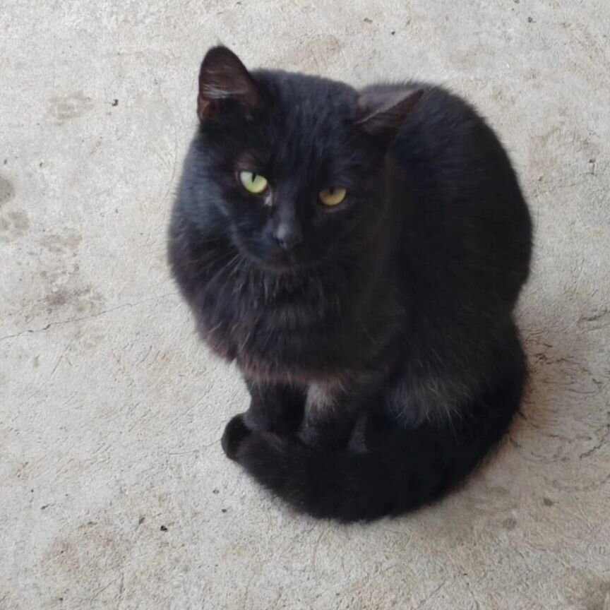 Котики в беде