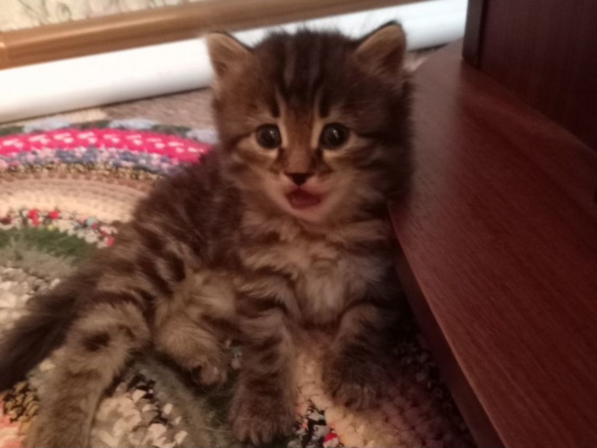 Котятки в добрые руки