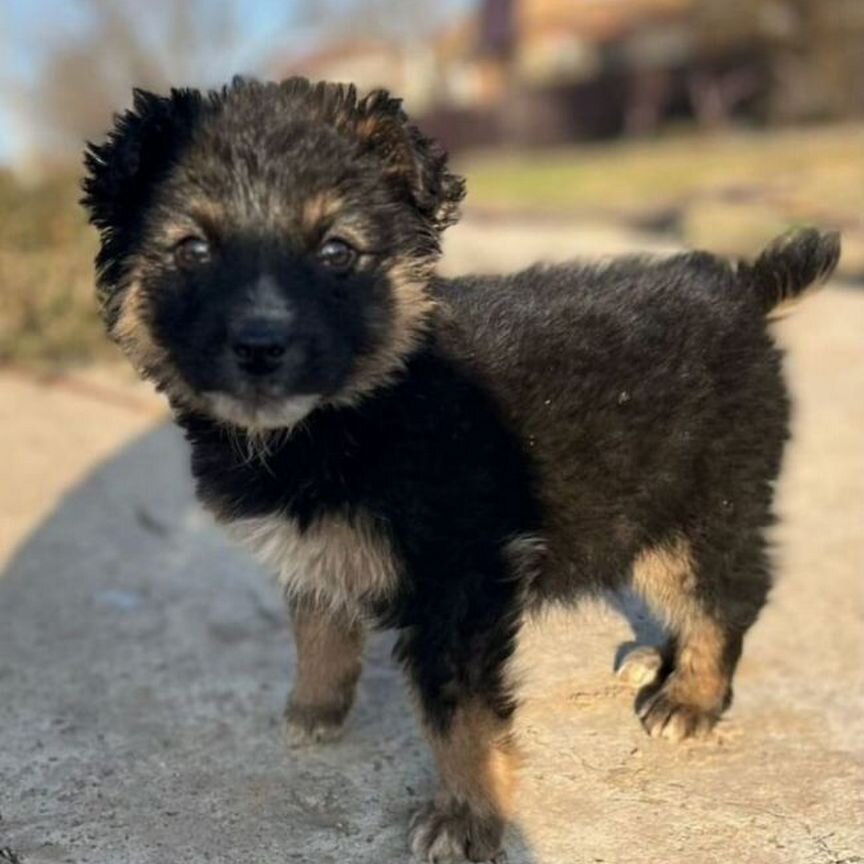 Щенулька- мелкашик ищет дом