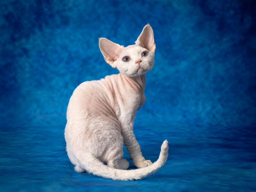 Котики девон рекс