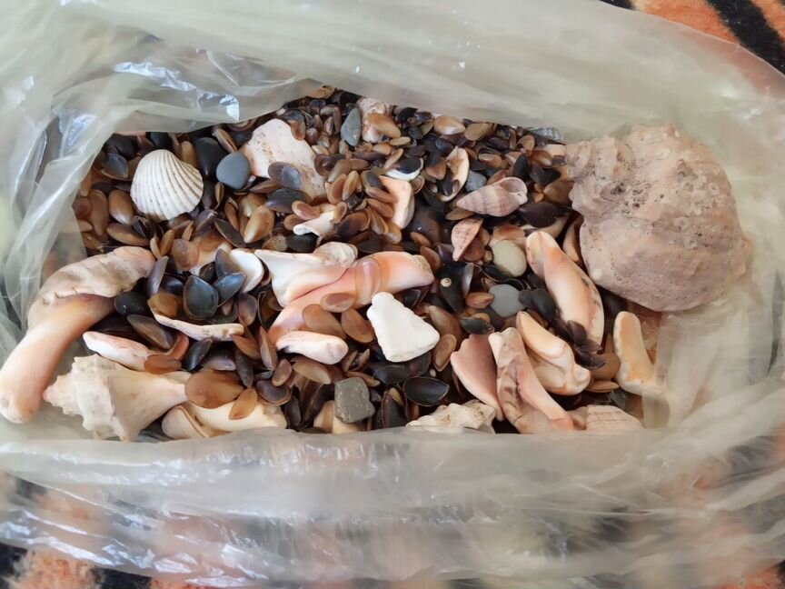 Ракушки для аквариума