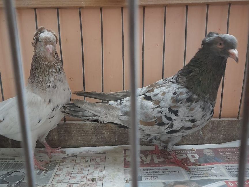 Голуби бакинцы и пакистанцы