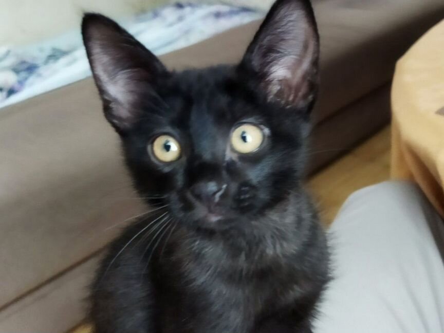 Кошки