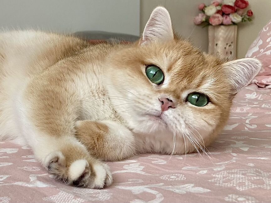 Британская золотая шиншилла