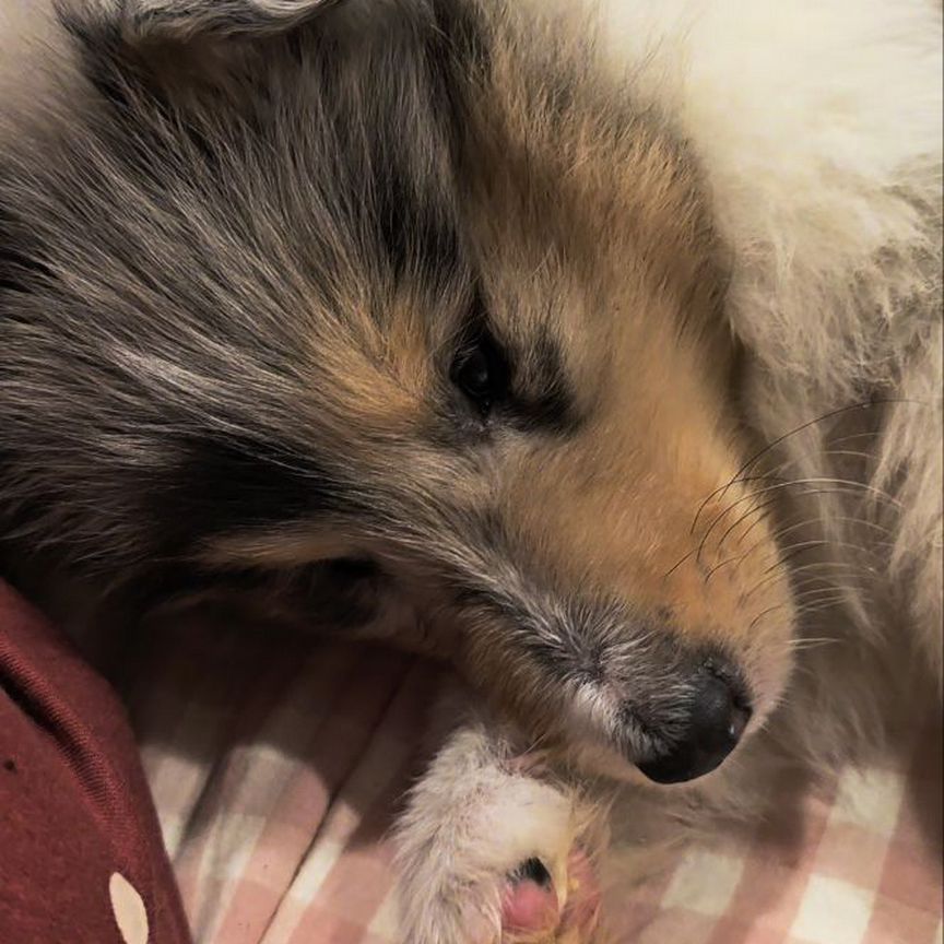 Щенки колли