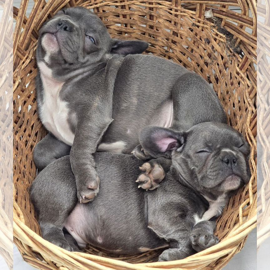 Французский бульдог, щенок