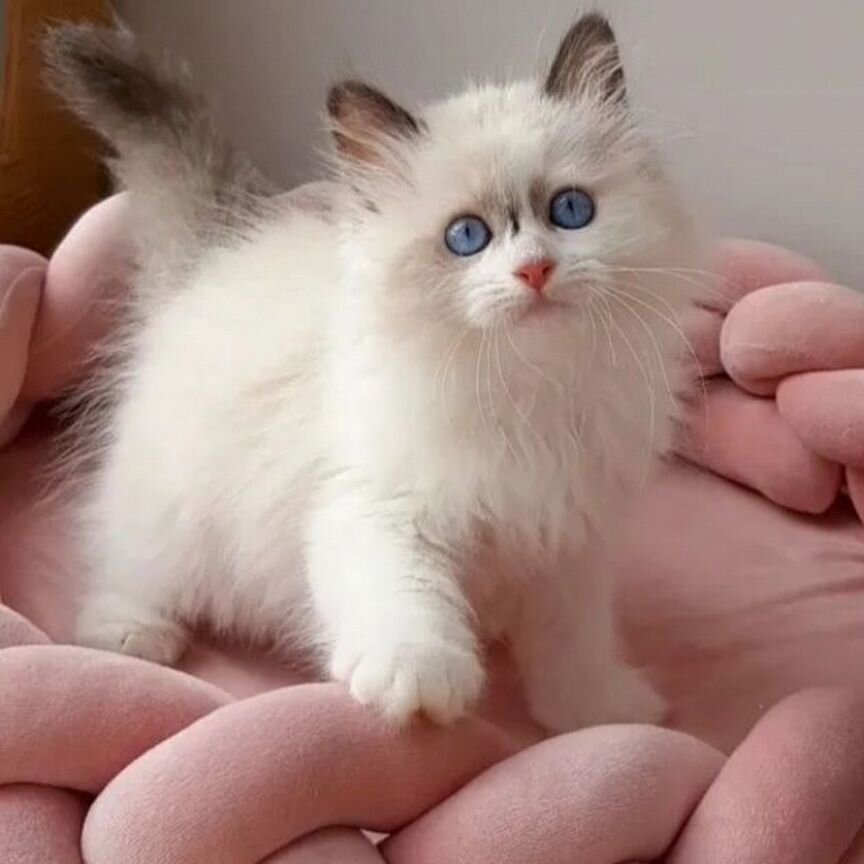 Девочка рэгдолл. Котята рэгдолл. Ragdoll
