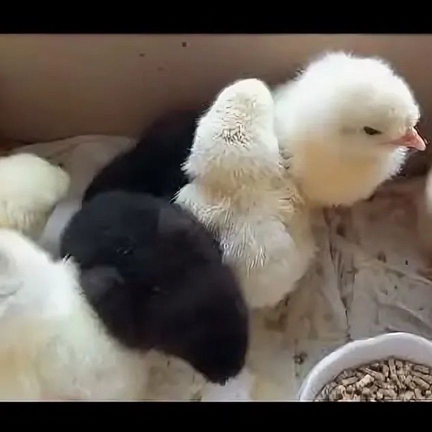 Цыплята суточные несушки