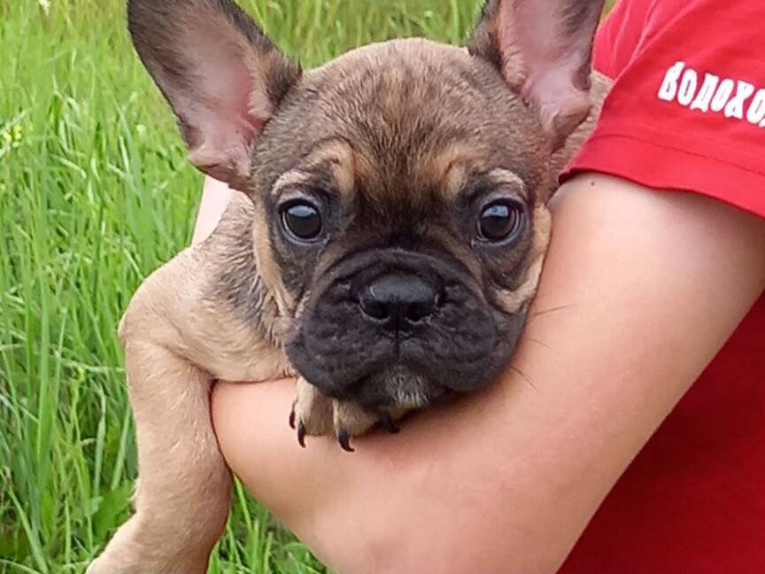 Мальчишка французик